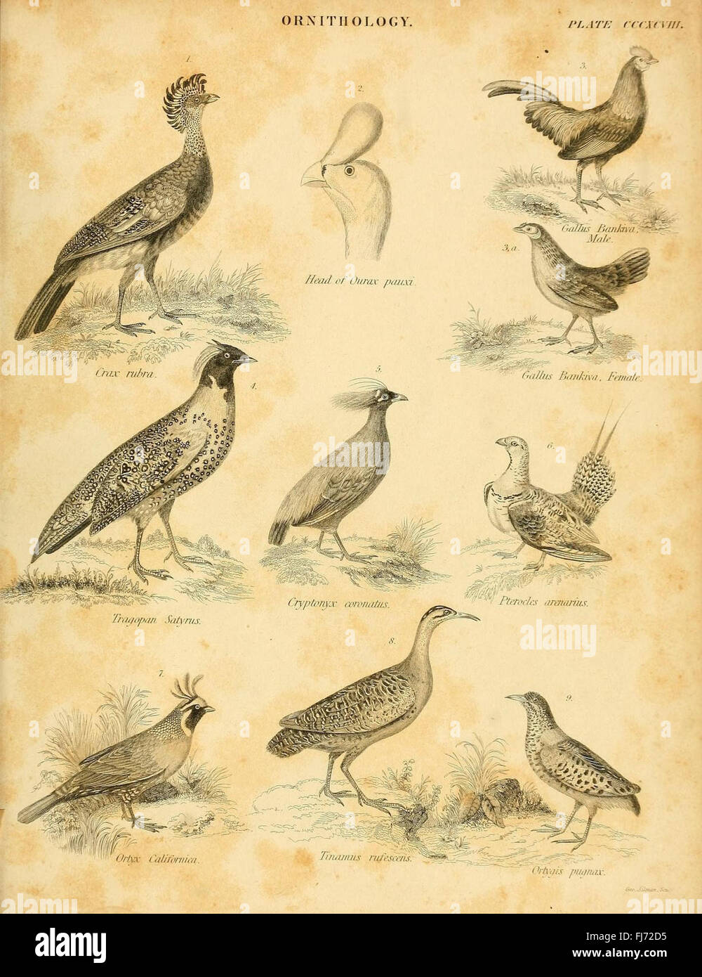 An introduction to the natural history of birds Stock Photo - Alamy