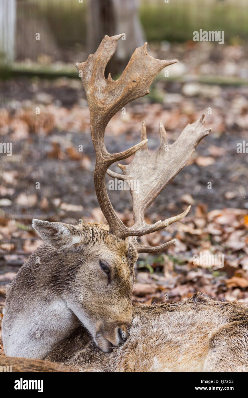 deer scratching his back on a safari park Stock Photo - Alamy