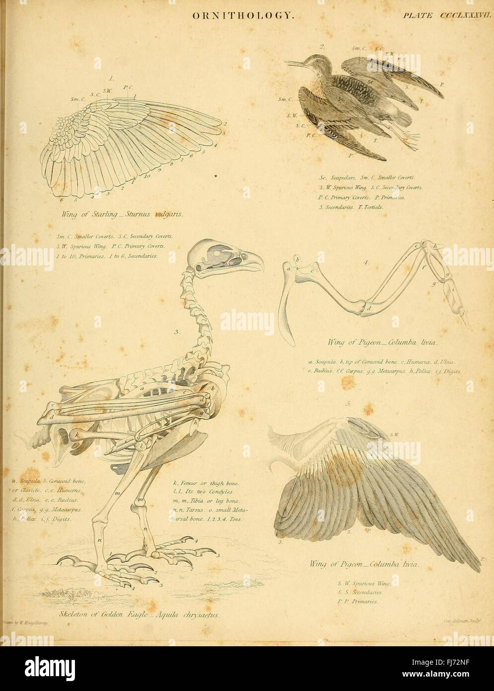 Comprehensive overview of avian anatomy hi-res stock photography and ...