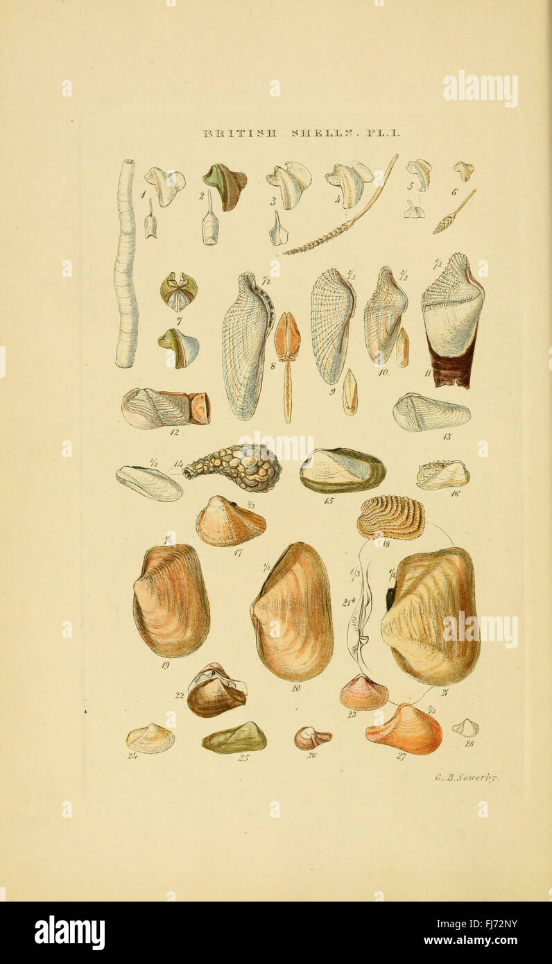 Mollusks illustrated hi-res stock photography and images - Alamy