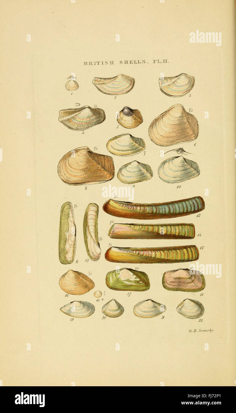 Illustrated index of British shells (PL. II), Mollusks, Identification ...