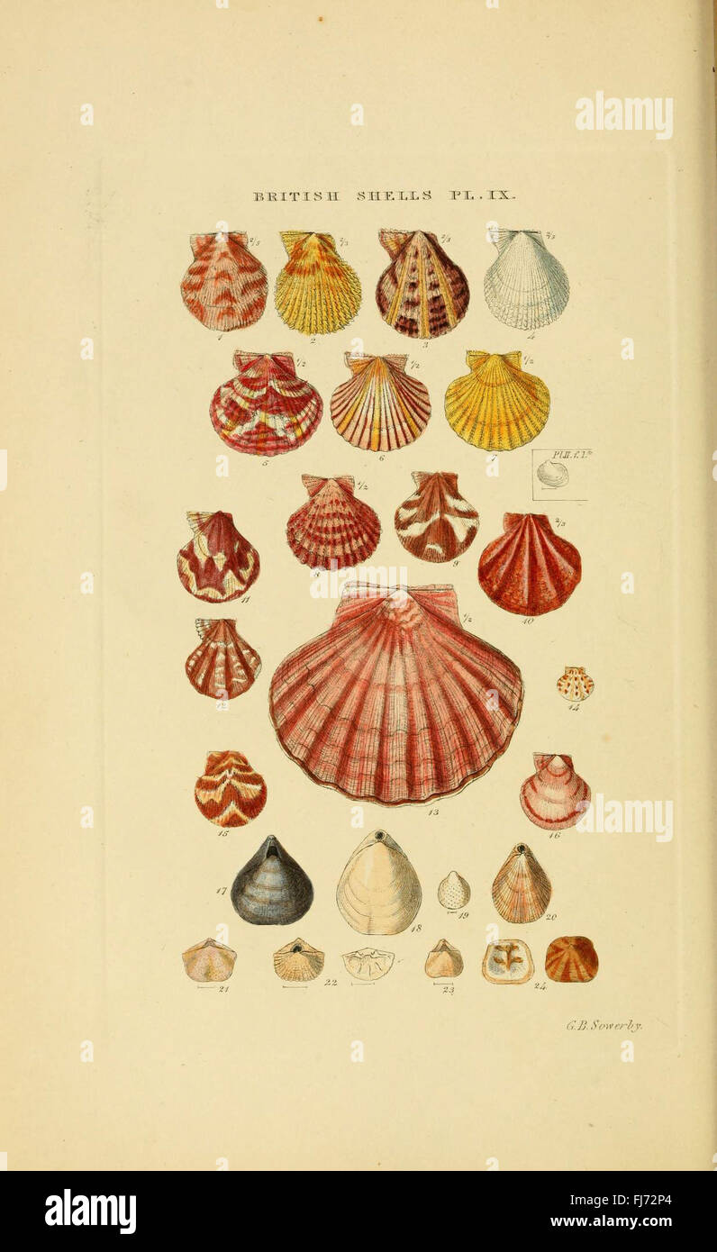 British Shells: An Illustrated Guide for Identification Stock Photo - Alamy