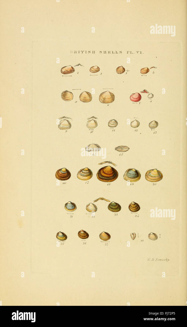 Illustrated index of British shells (PL. VI Stock Photo - Alamy