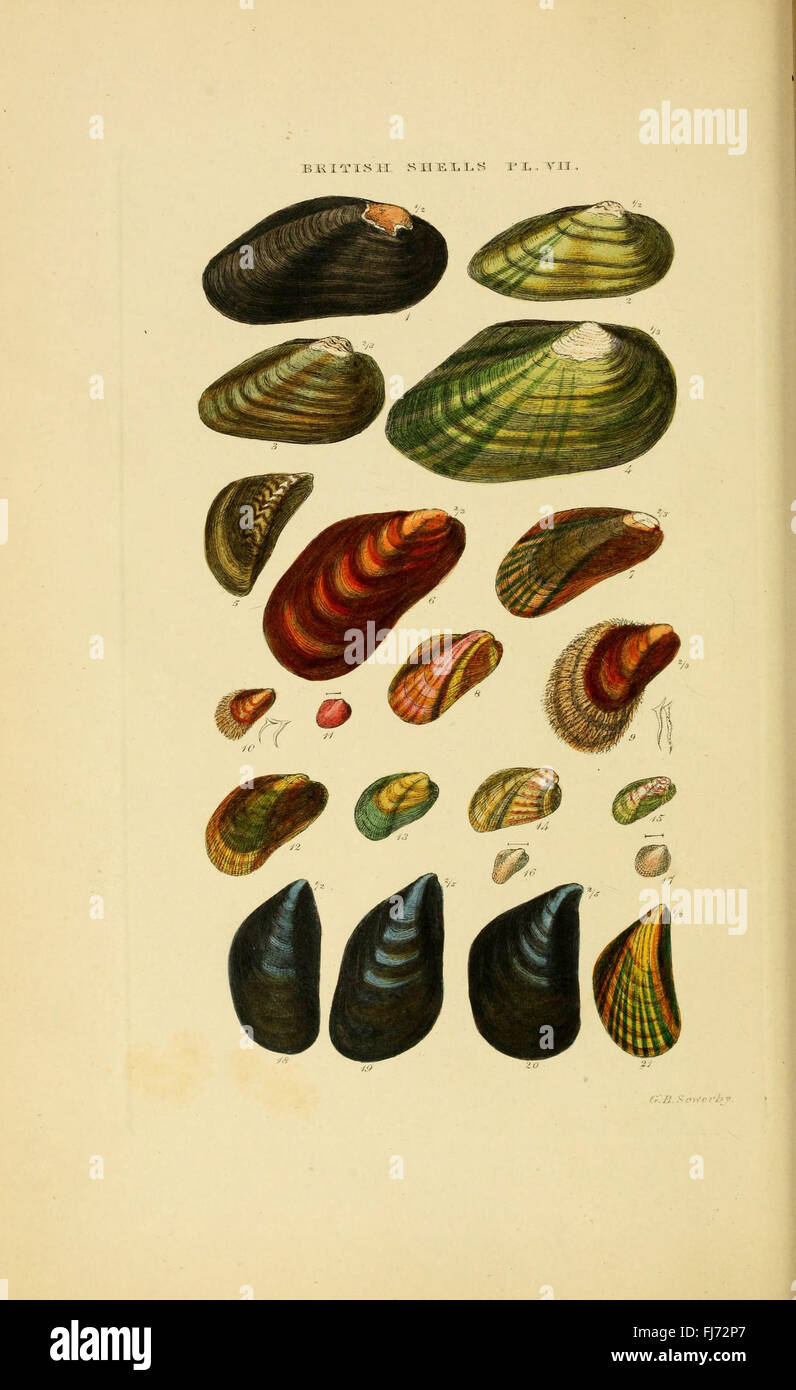Plate VII from 'Illustrated Index of British Shells', showcasing a ...
