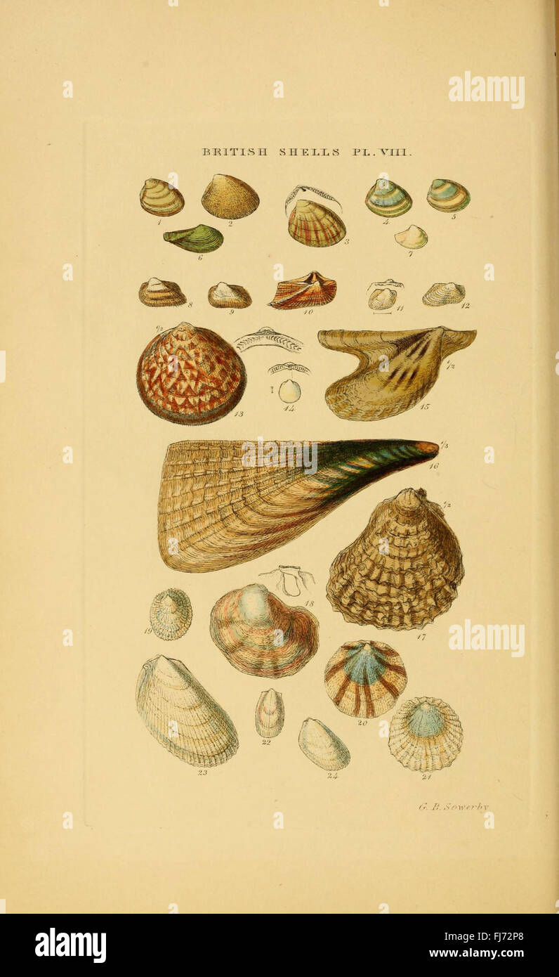 An illustrated guide to the identification of British shells, featuring ...