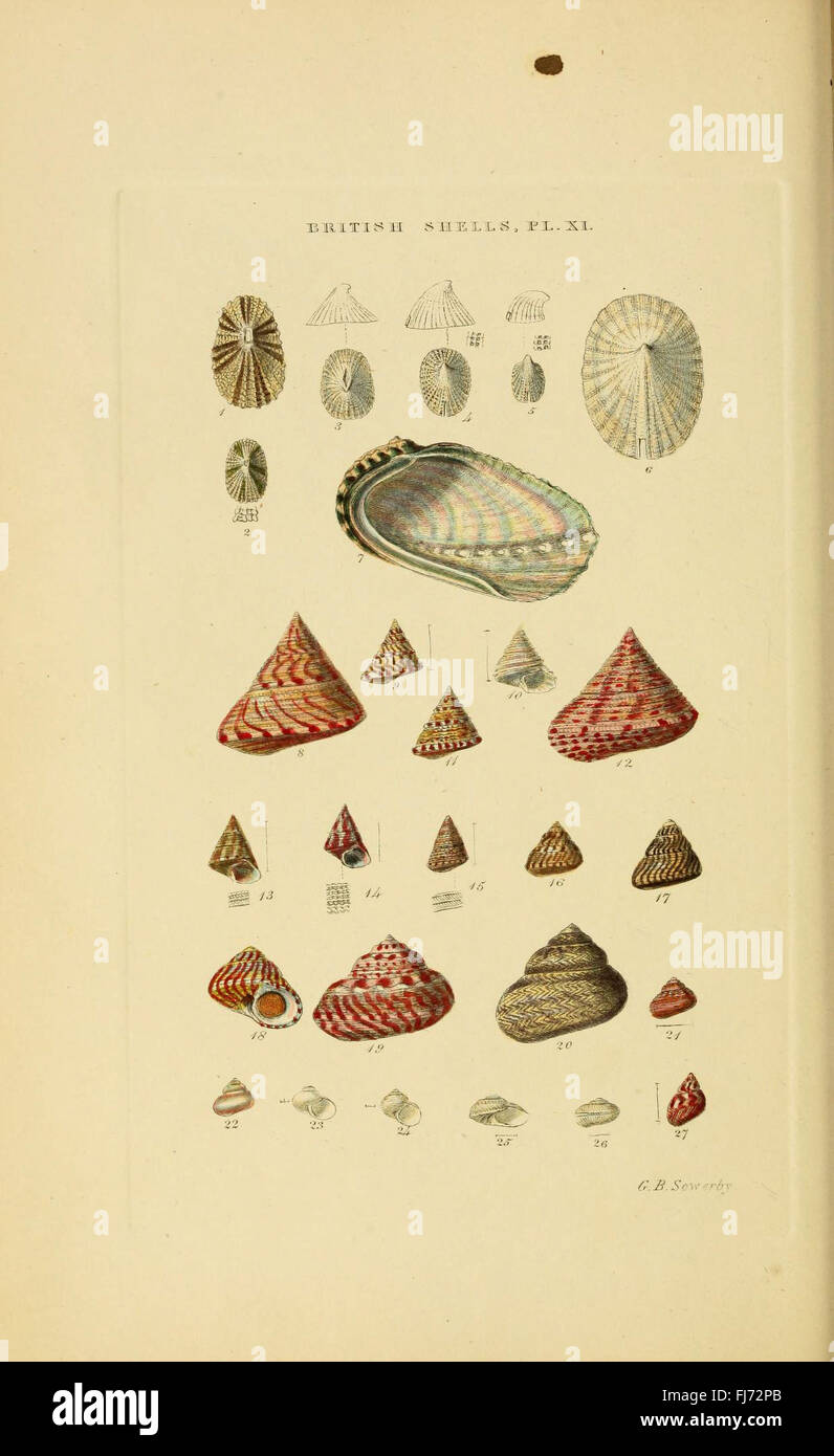Illustrated index of British shells (PL. XI) ,Great Britain ...