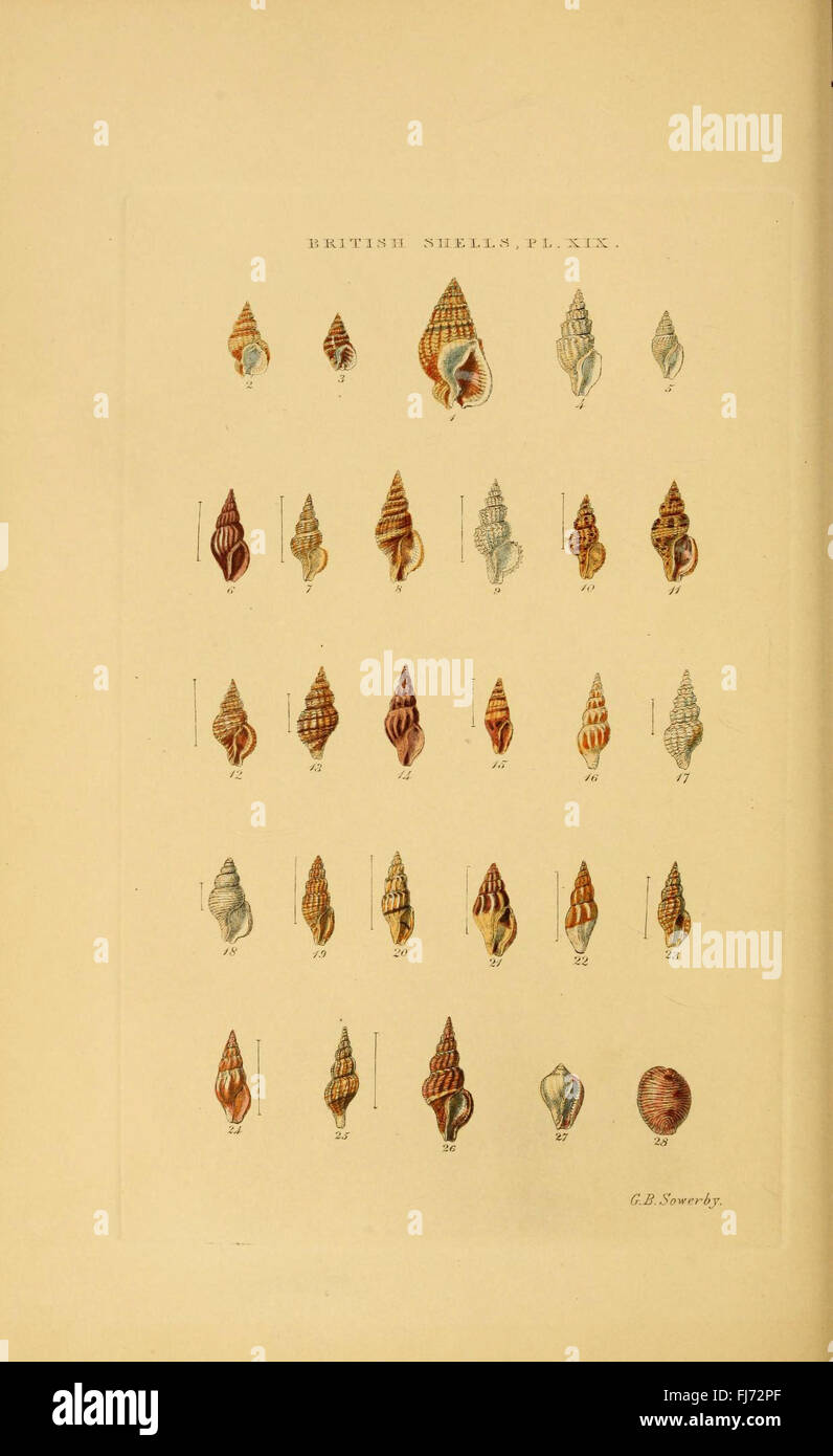 Illustrated index of British shells (PL. XIX) ,Great Britain ...