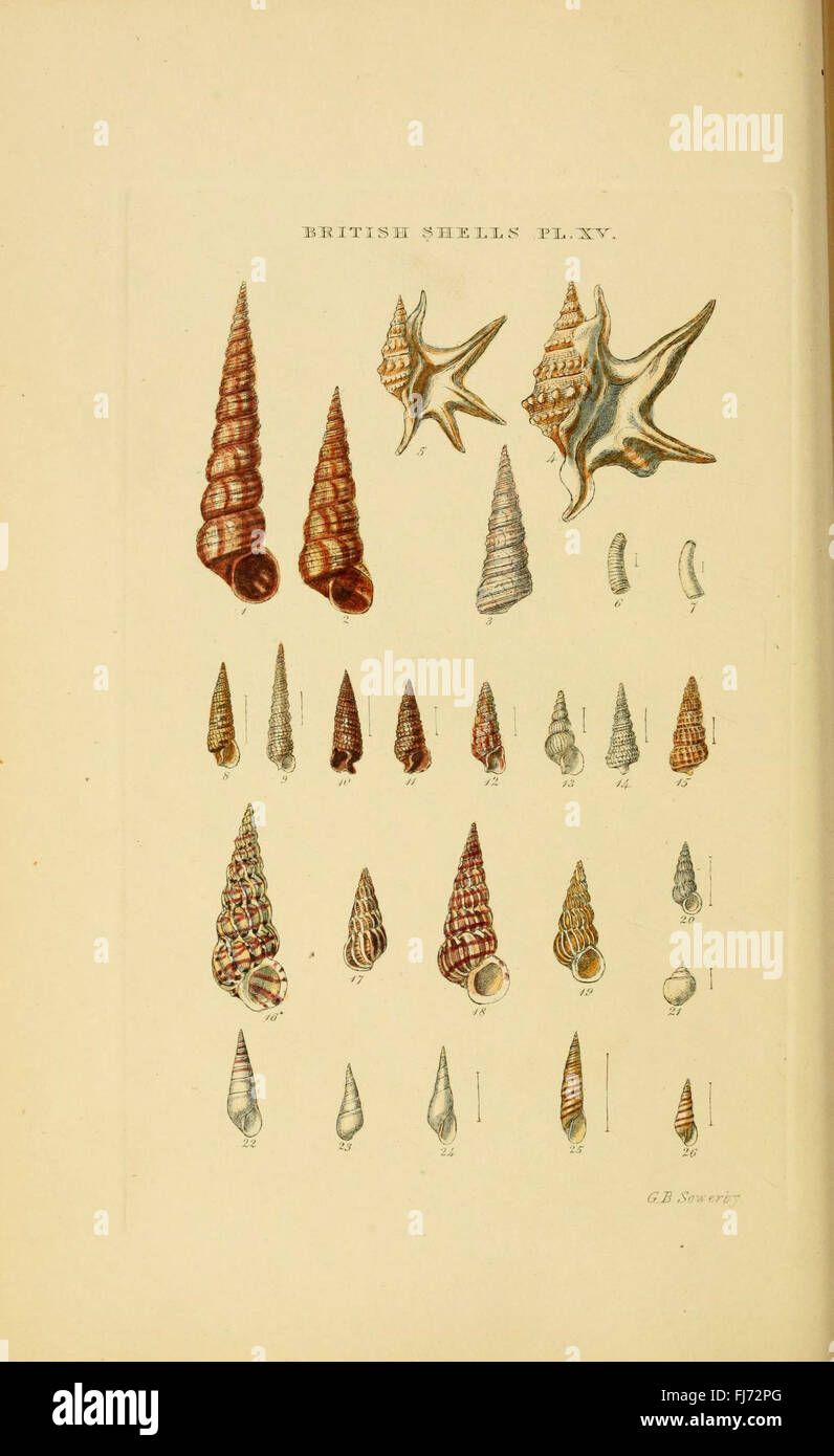 Illustrated Index of British Shells (PL. XV) - A guide to identifying ...