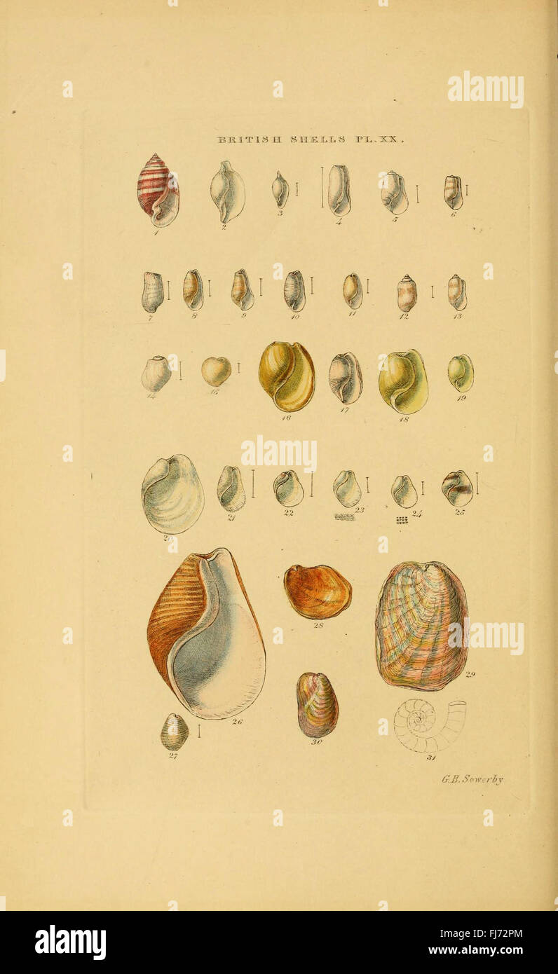 Illustrated index of british shells hi-res stock photography and images ...