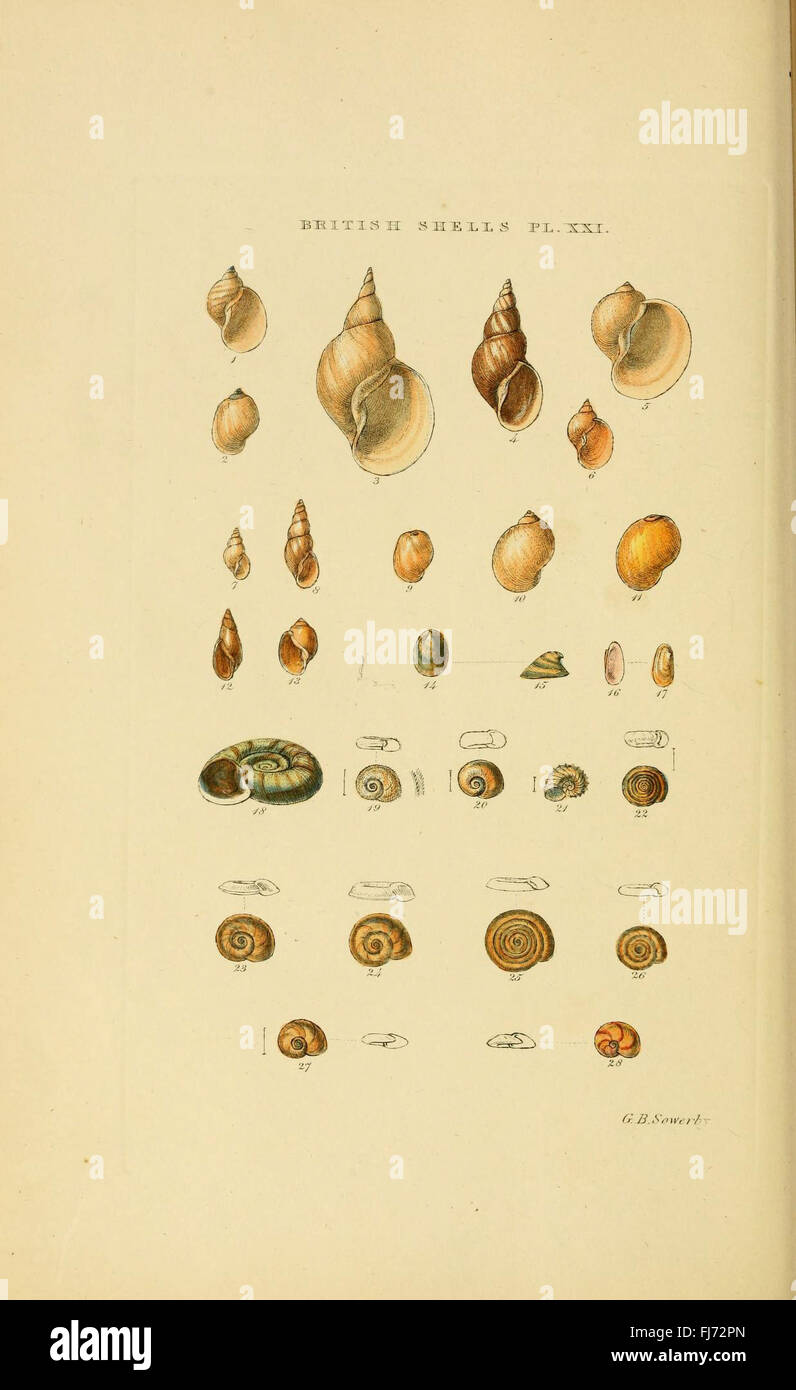 Illustrated Index Of British Shells High Resolution Stock Photography ...