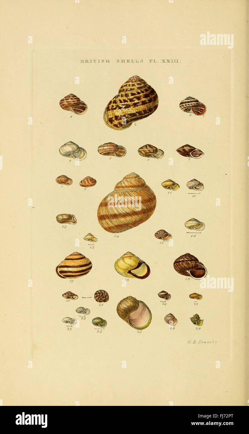 An illustration from the *Illustrated Index of British Shells ...