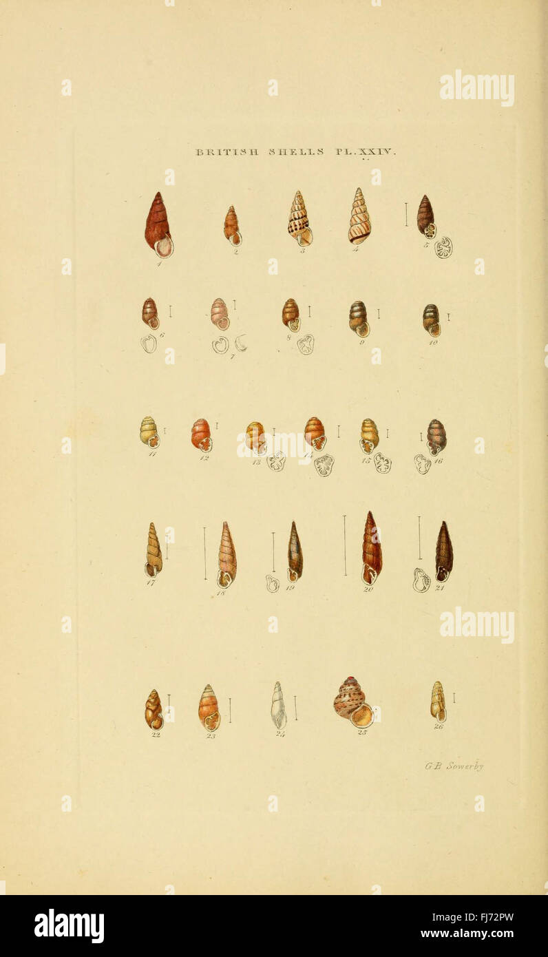 Great britain identification mollusks pictorial works hi-res stock ...
