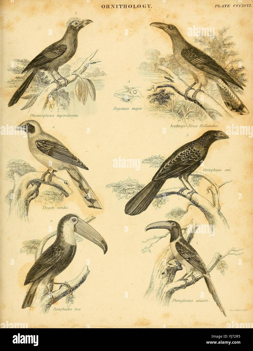 An introduction to the natural history of birds: A guide to the biology ...