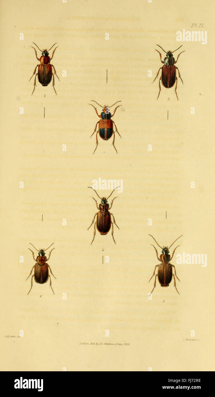 Illustrations of British entomology (Plate IX Stock Photo - Alamy