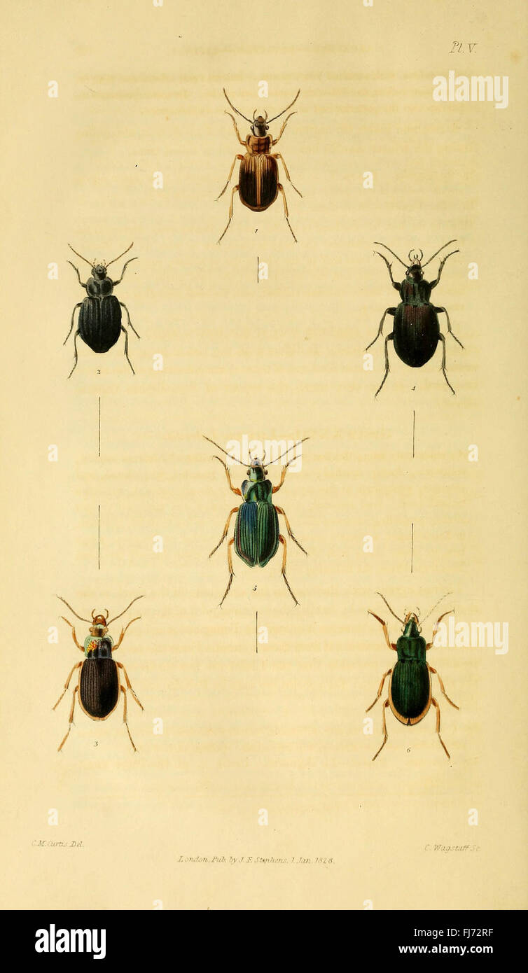 An illustration from a collection documenting the entomology of Britain ...