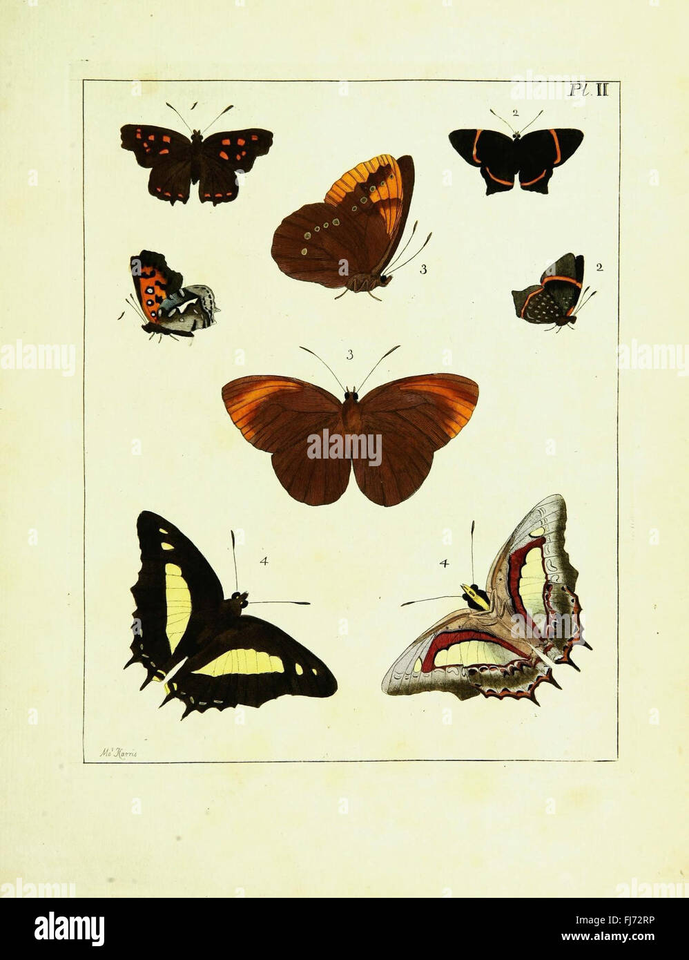 A volume of illustrated works focused on the natural history of various ...