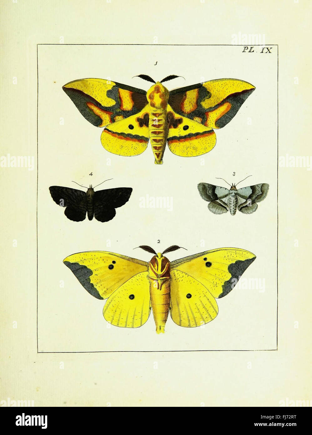 Illustrated study of entomology, depicting various insect species with ...