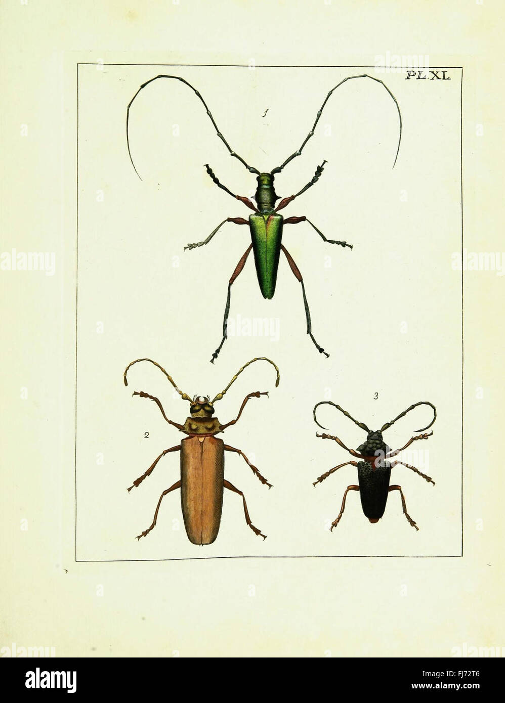 An illustration from *Illustrations of Natural History*, depicting ...