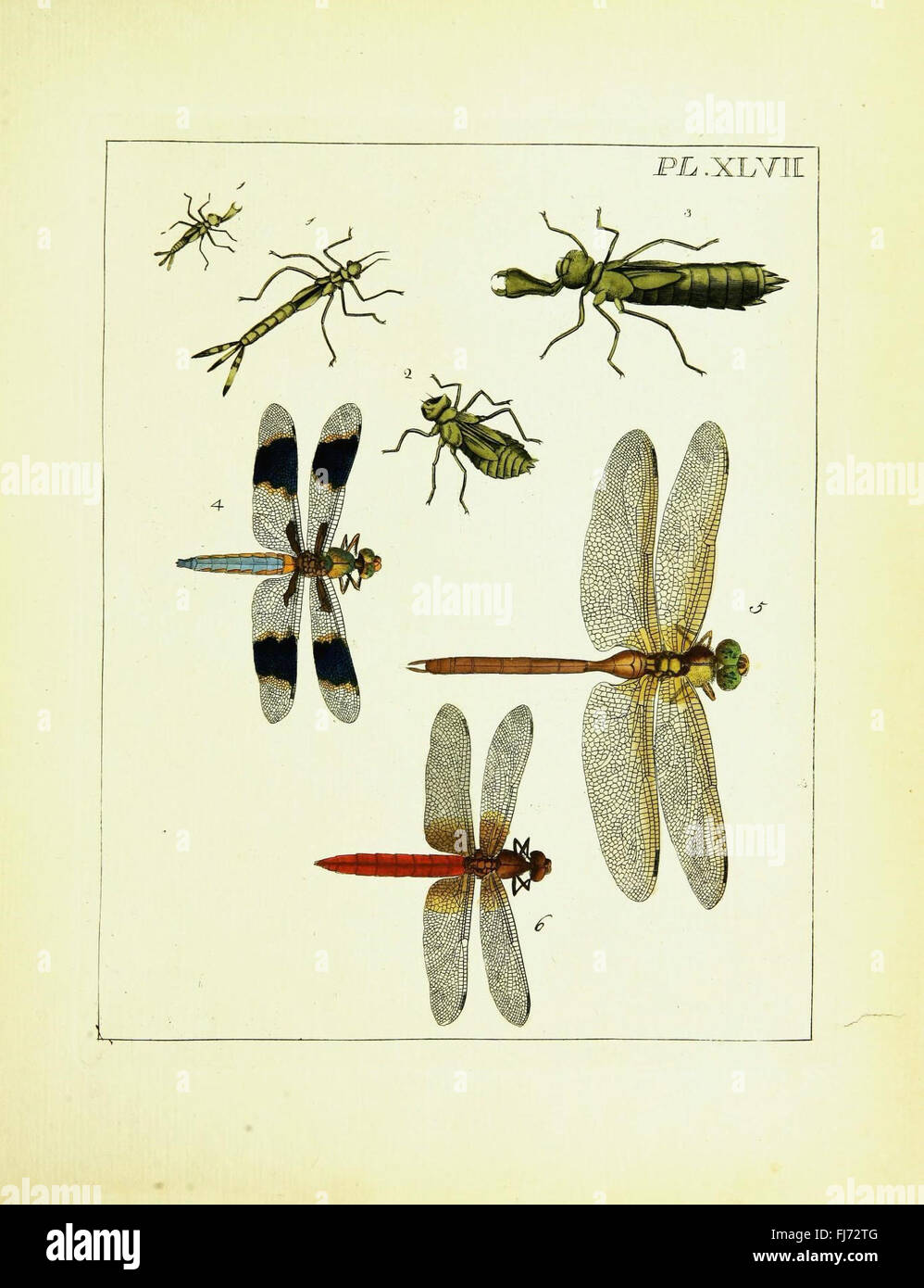 An illustration from the first volume of a natural history series ...