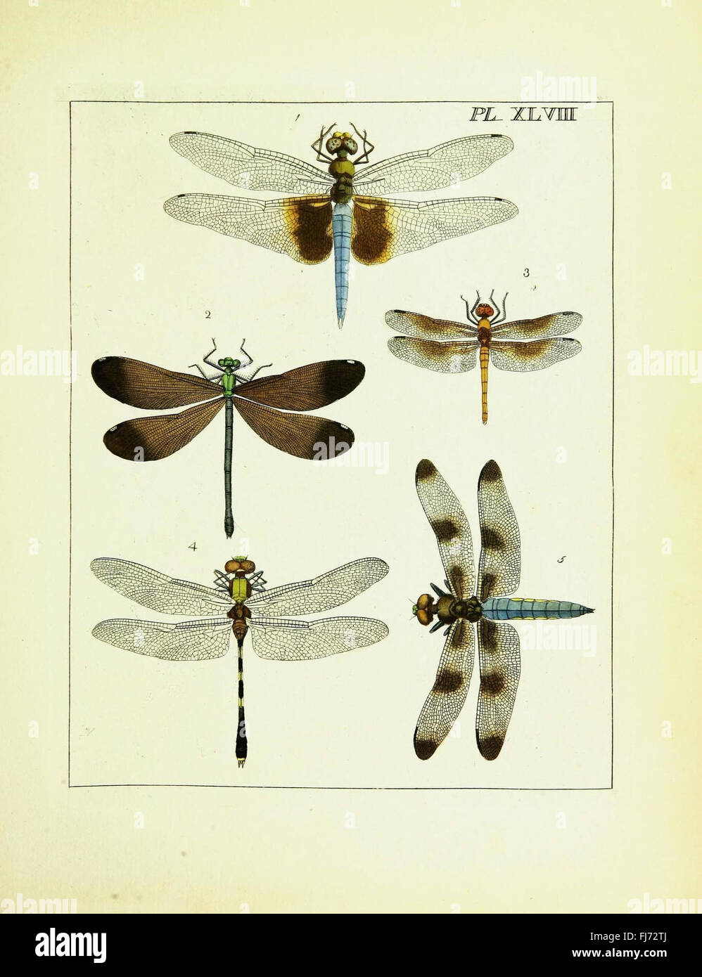 An illustration from a natural history series, showcasing the diversity ...