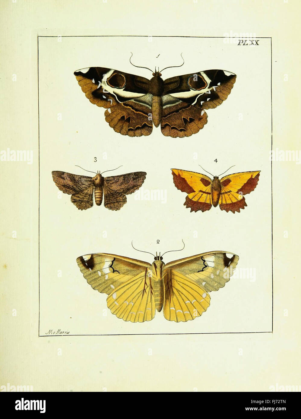 Detailed taxonomy of various insects hi-res stock photography and ...