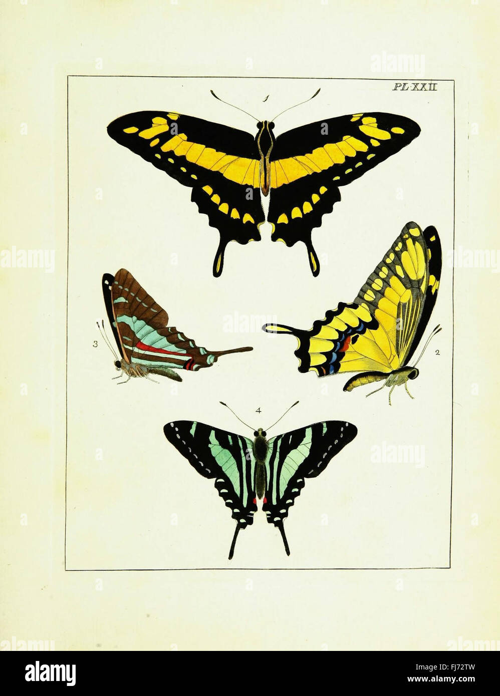 Detailed depiction of various species of insects hi-res stock ...