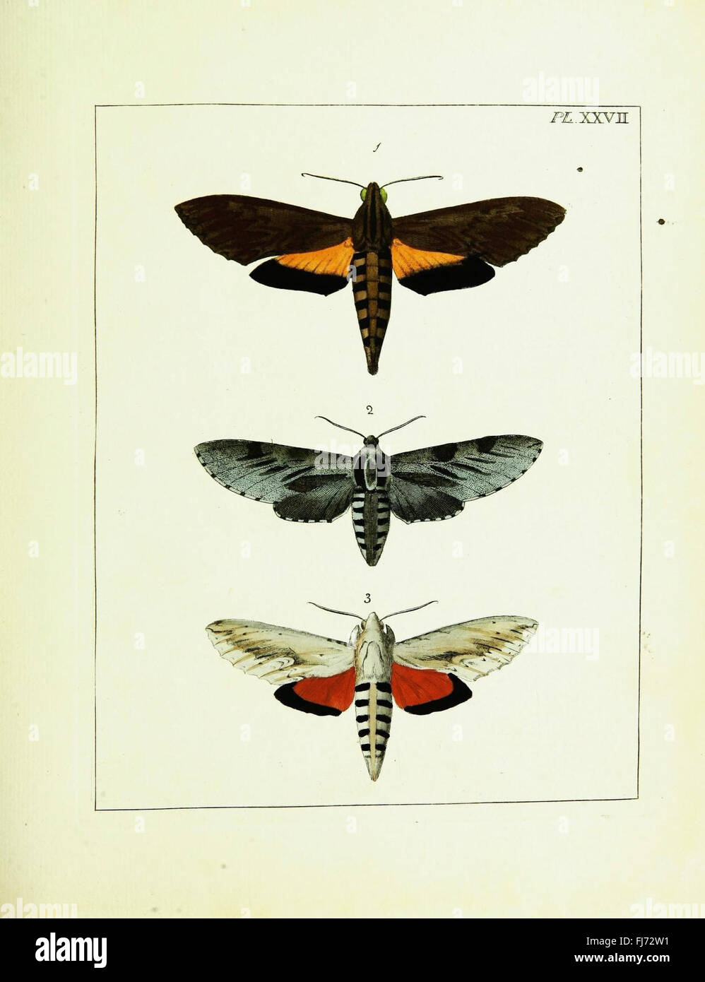 Illustrated study on entomology, depicting various insect species with ...