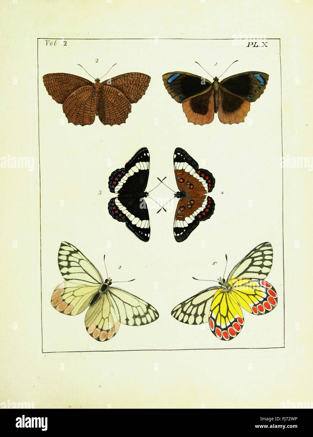 Illustrations of Natural History (Vol. II, Plate X) - A detailed work ...