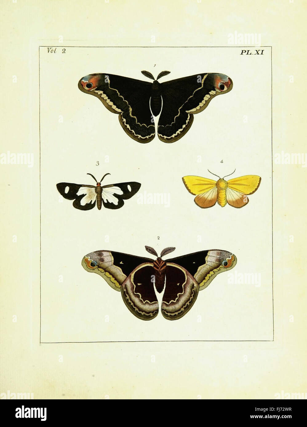 Illustrated collection of various natural specimens hi-res stock ...