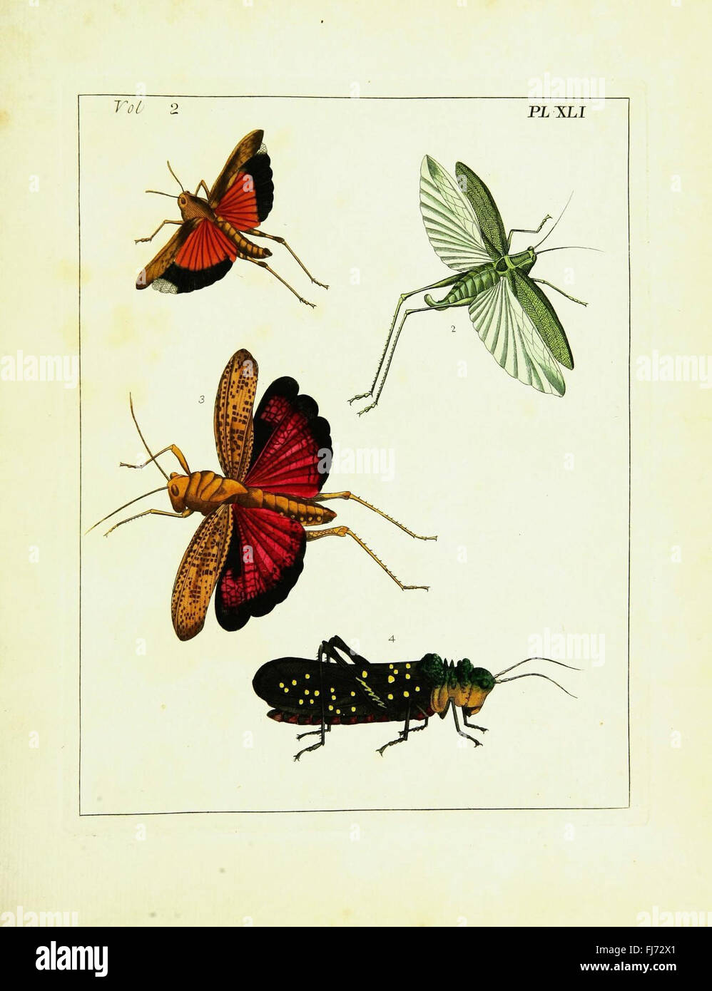 Illustrations from Volume II of 'Illustrations of Natural History ...