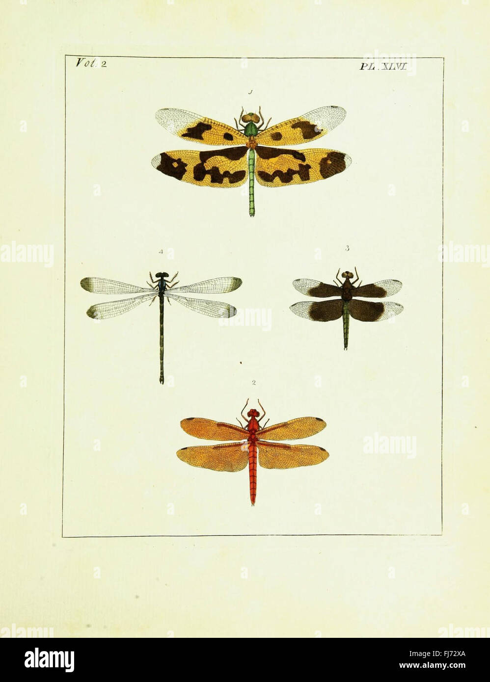 A detailed illustration from Volume II of 'Illustrations of Natural ...