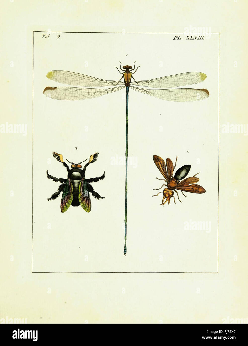Featuring a detailed depiction of an insect hi-res stock photography ...