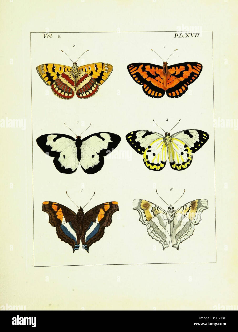 A natural history series illustrating various species, focusing on ...