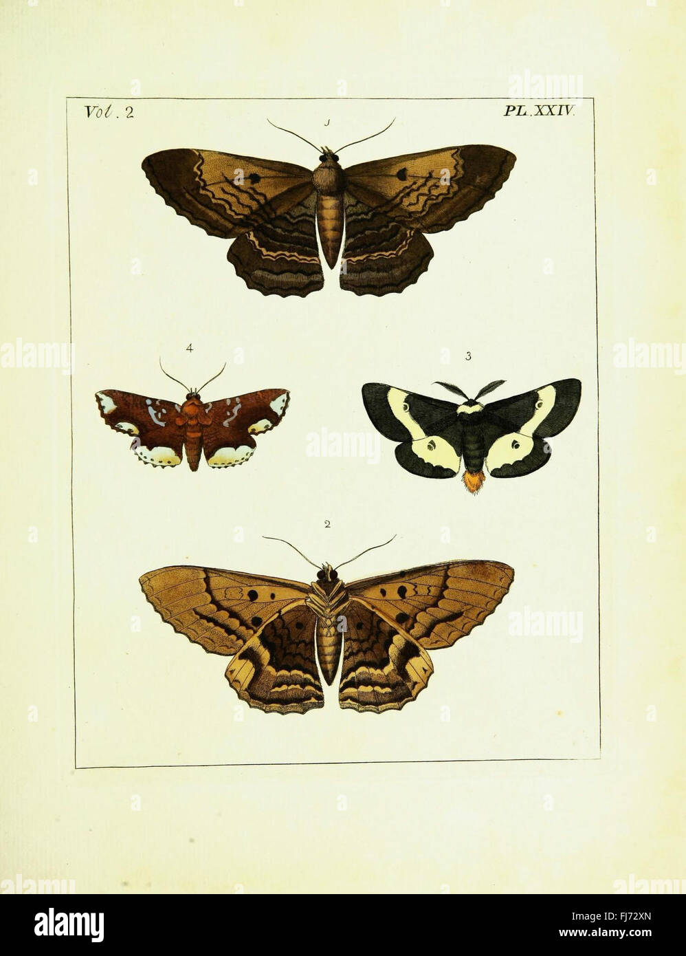 Illustrations of Natural History, a comprehensive work on entomology ...