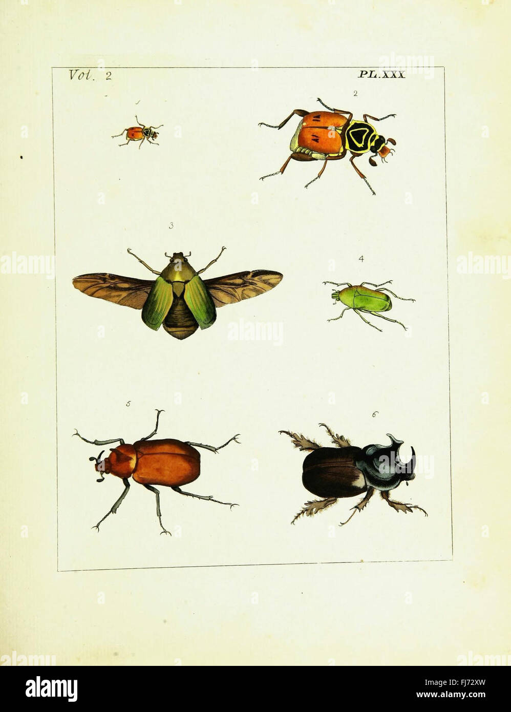 Illustrations of Natural History showcases detailed studies of insect ...