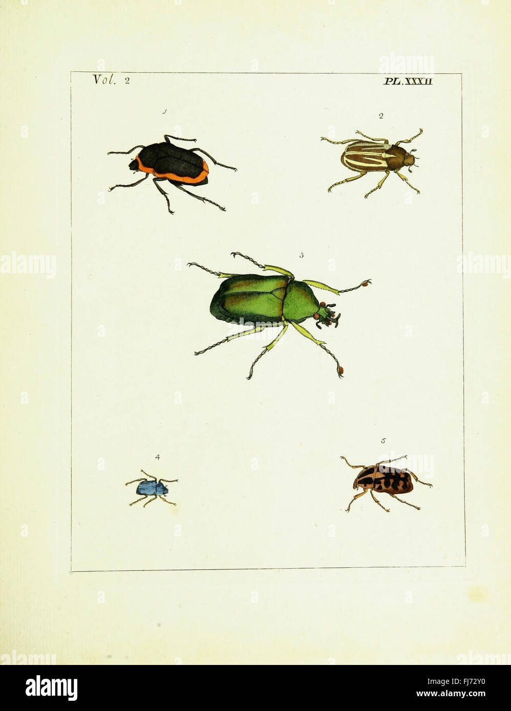 A volume of 'Illustrations of Natural History', focusing on entomology ...