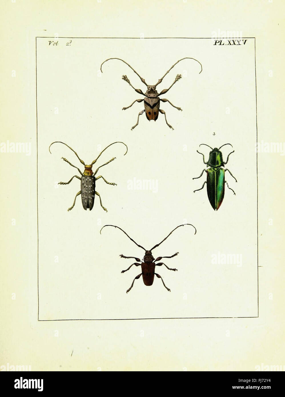 Volume II of *Illustrations of Natural History*, featuring ...