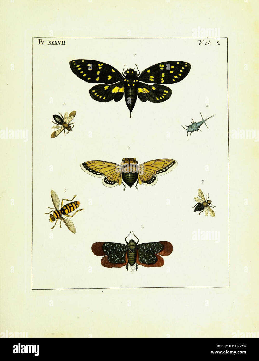 An illustration from 'Illustrations of Natural History,' depicting ...