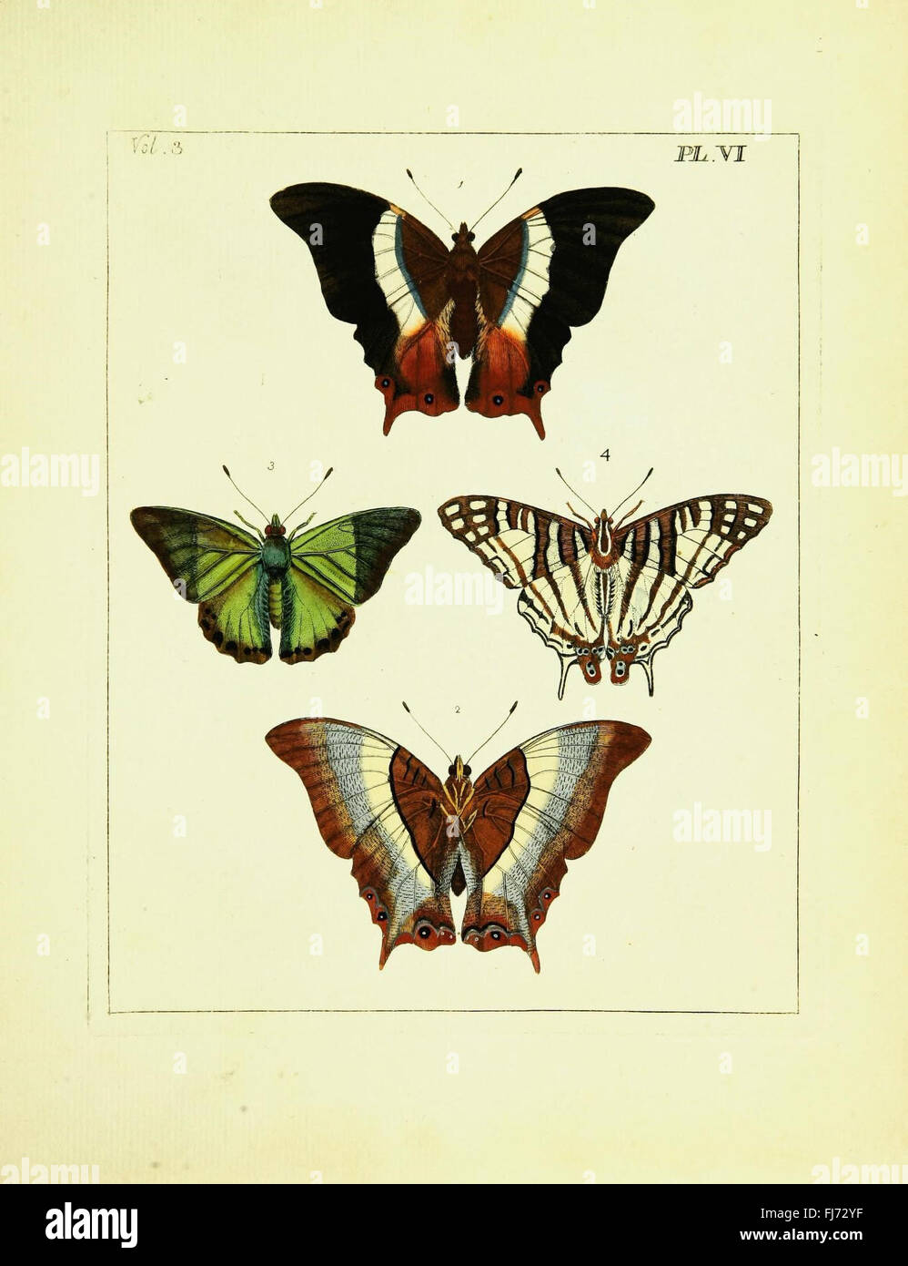 Illustrated study on entomology, depicting various insect species with ...