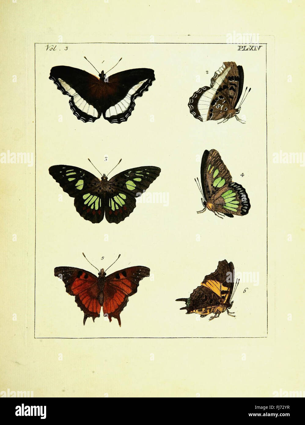 Illustration from 'Illustrations of Natural History' showcasing insect ...