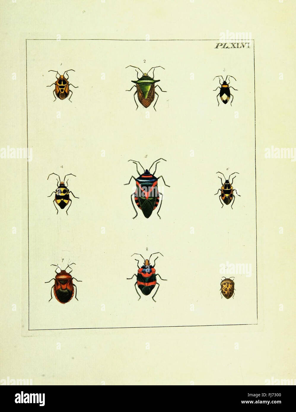 A natural history illustration from Volume III, depicting various ...