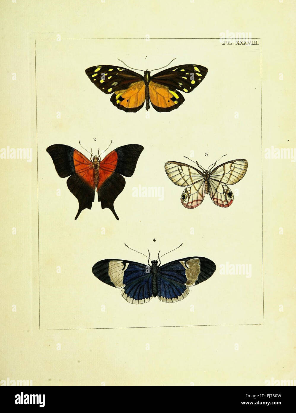 Cornell University Library, entomology, insect illustrations ...