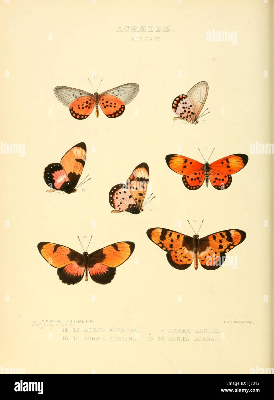 Illustrated work featuring new species of exotic butterflies, focusing ...