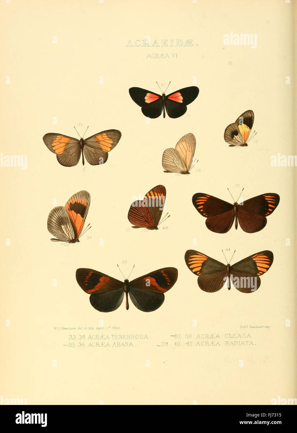 Illustrations of new species of exotic butterflies (Acraeidae- Acraea ...