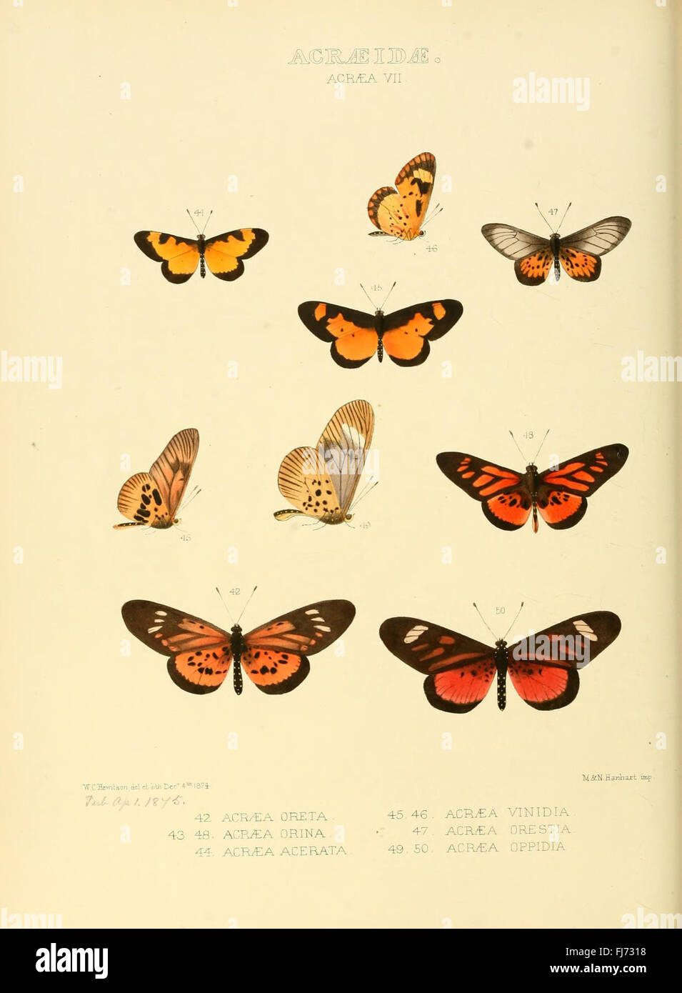Illustrations of new species of exotic butterflies (Acraeidae- Acraea ...