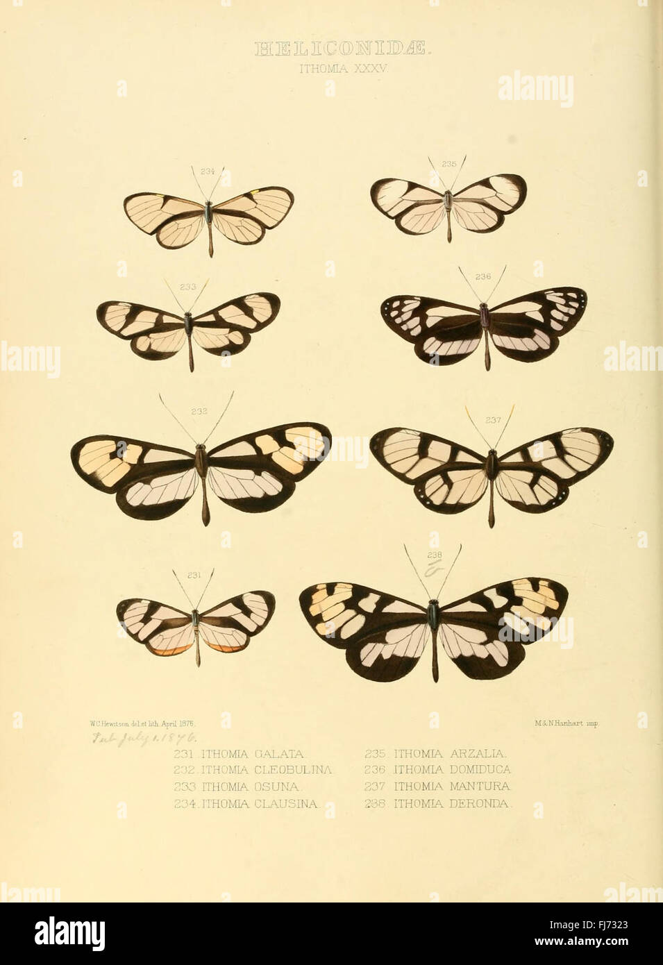 Illustrations of New Species of Exotic Butterflies (Heliconidae ...