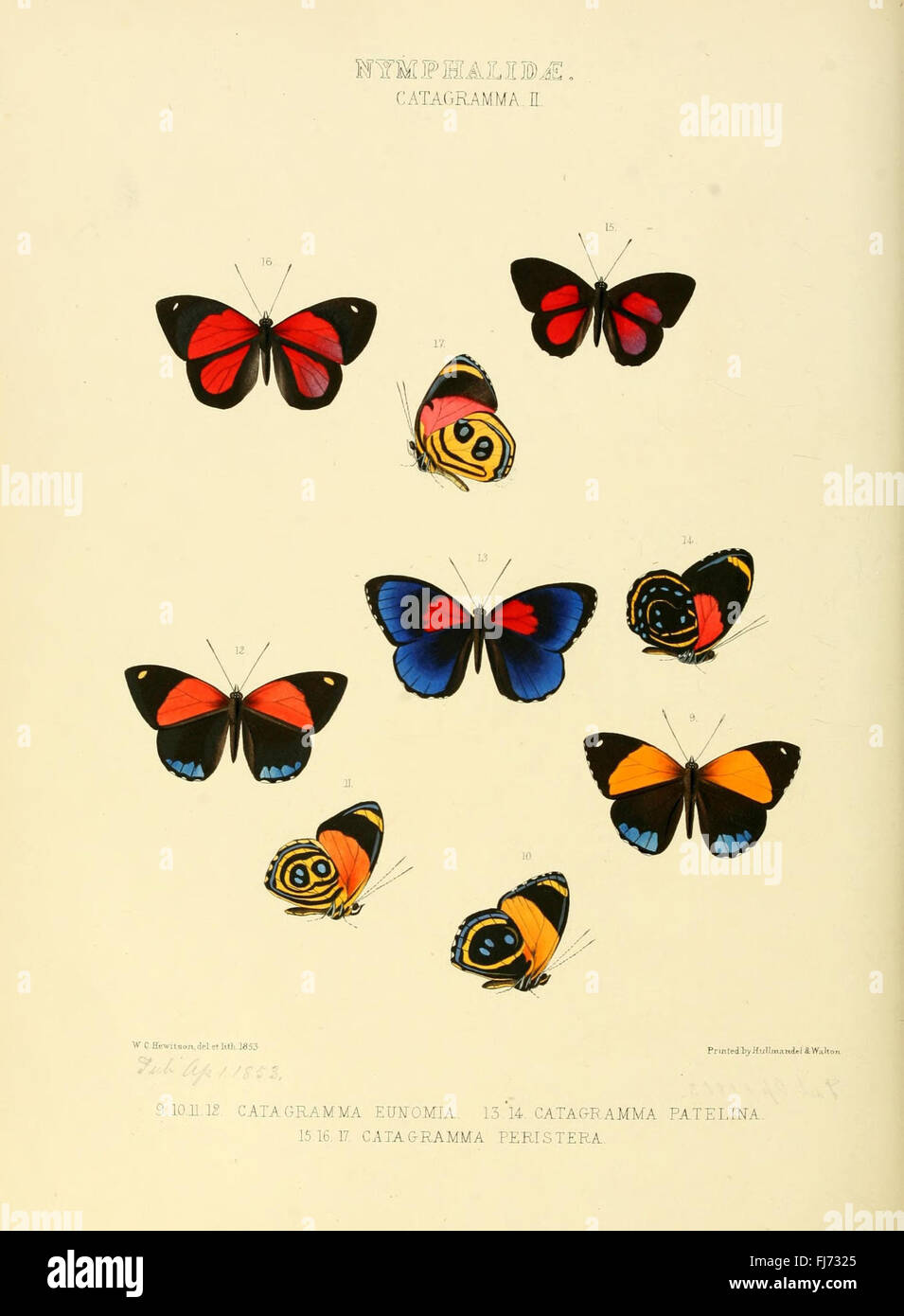 Illustrations of new species of exotic butterflies (Nymphalidae ...