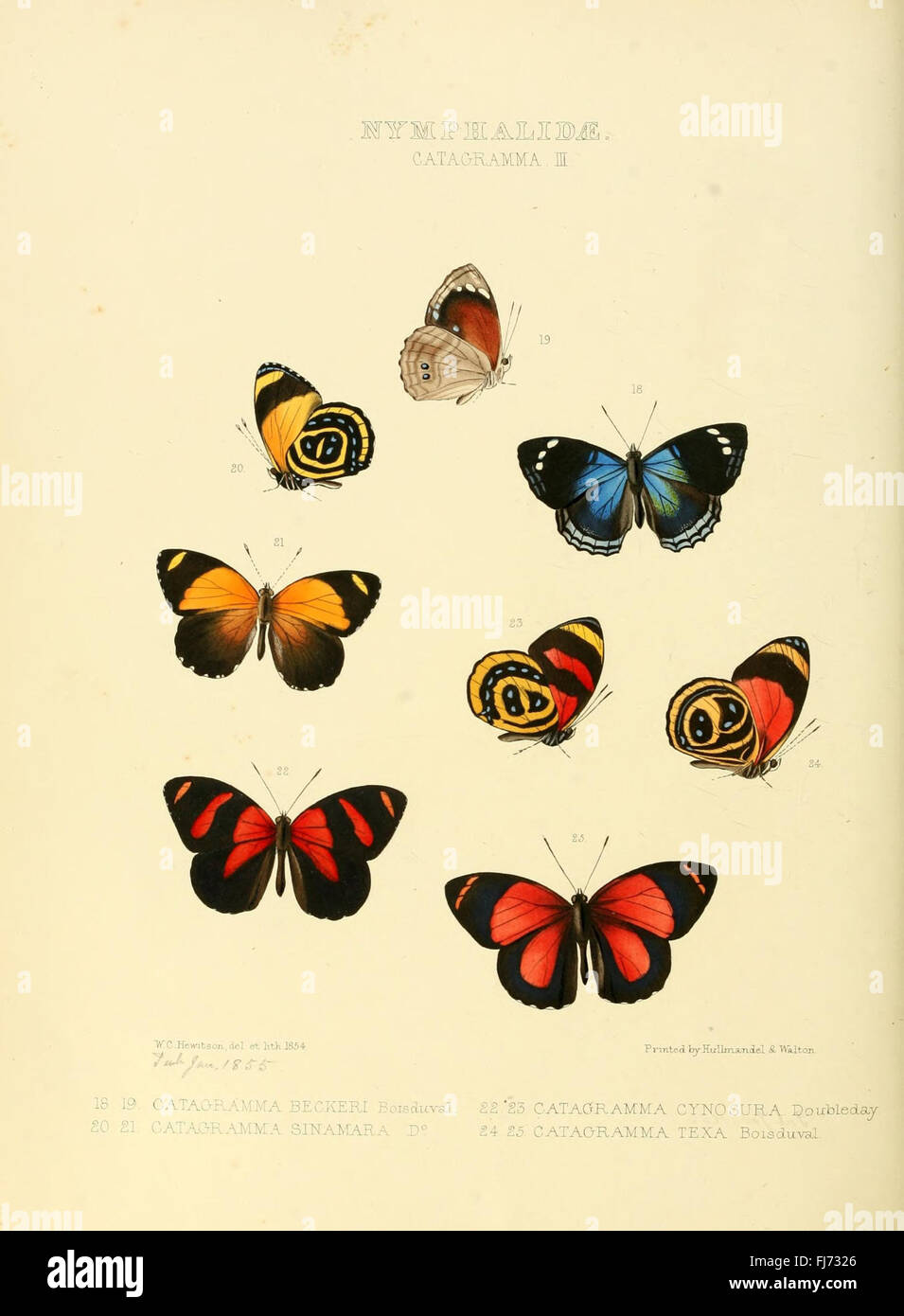 Illustrated plates depicting new species of exotic butterflies from the ...
