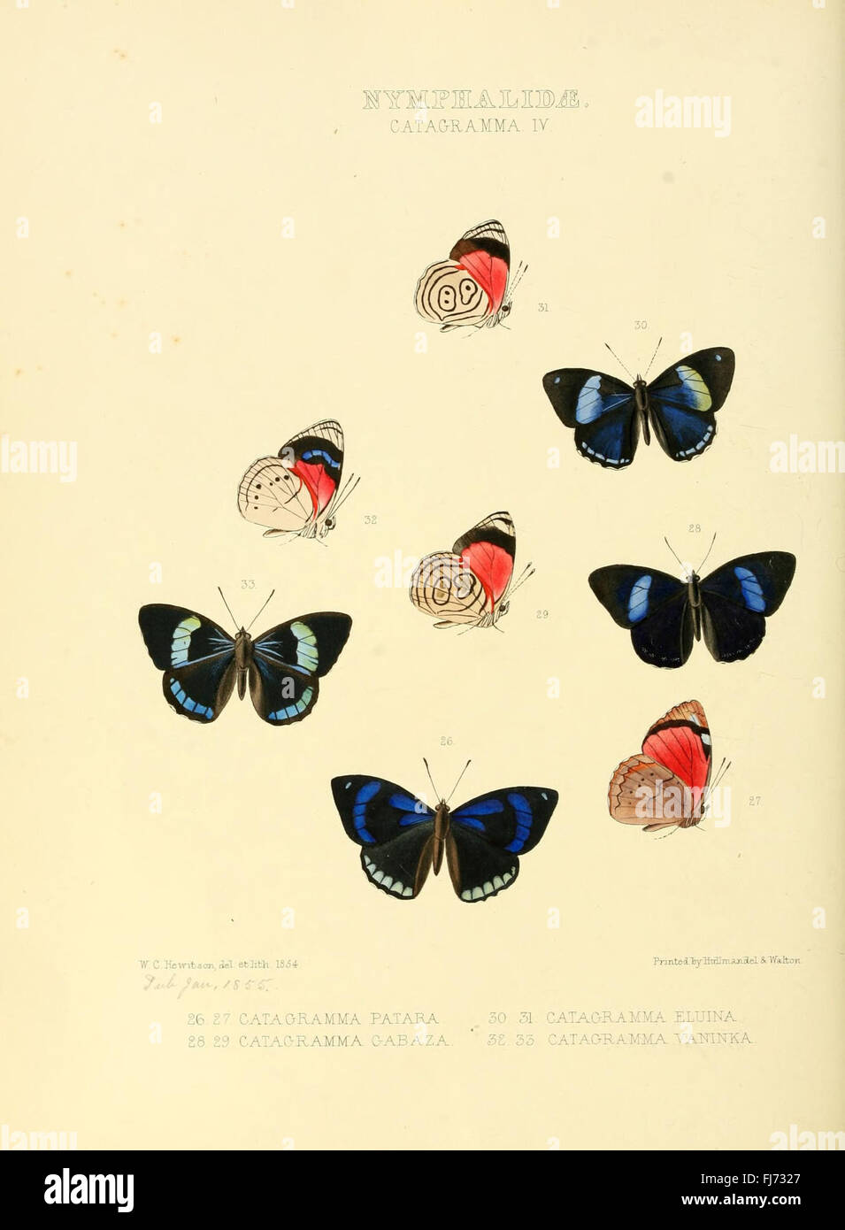 Illustrations of newly discovered species of exotic butterflies from ...