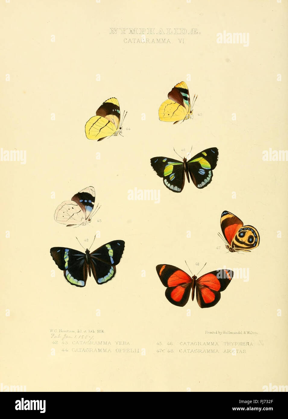 Illustrations showcasing new species of exotic butterflies from the ...